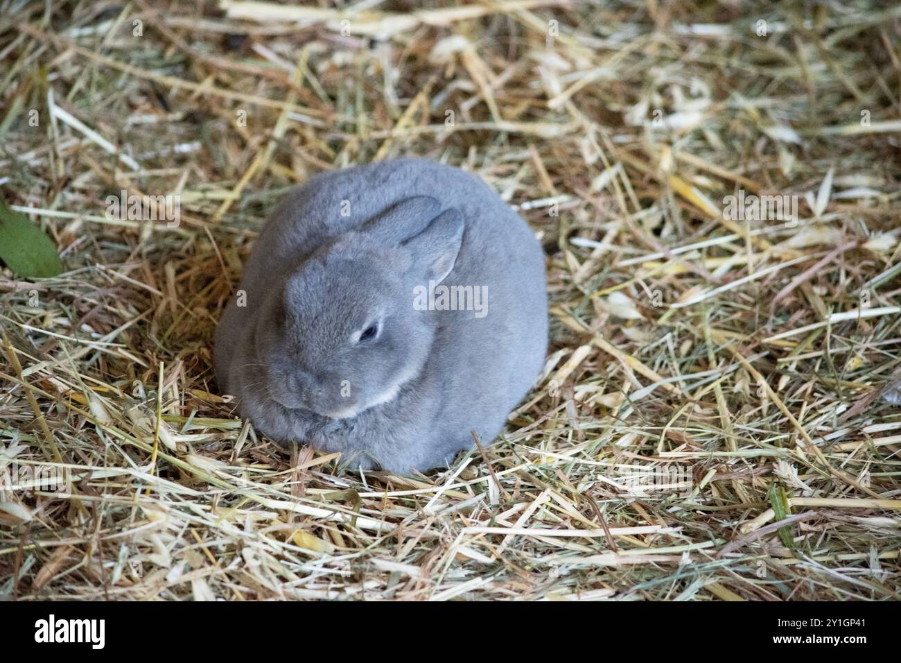 Rabbits or bunnies are small, furry mammals with long ears, short ...