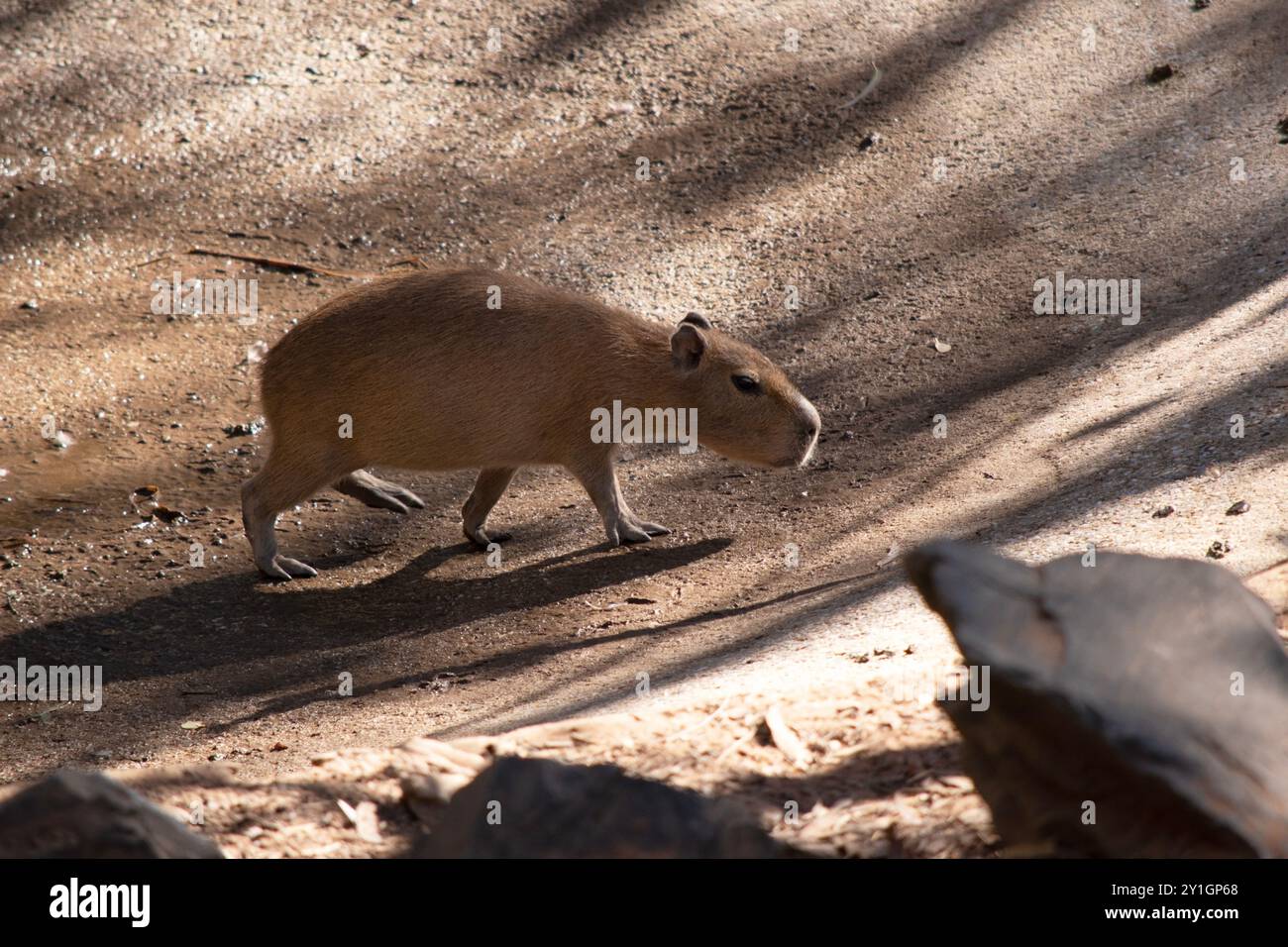 Capybara is a giant cavy rodent native to South America. It is the ...