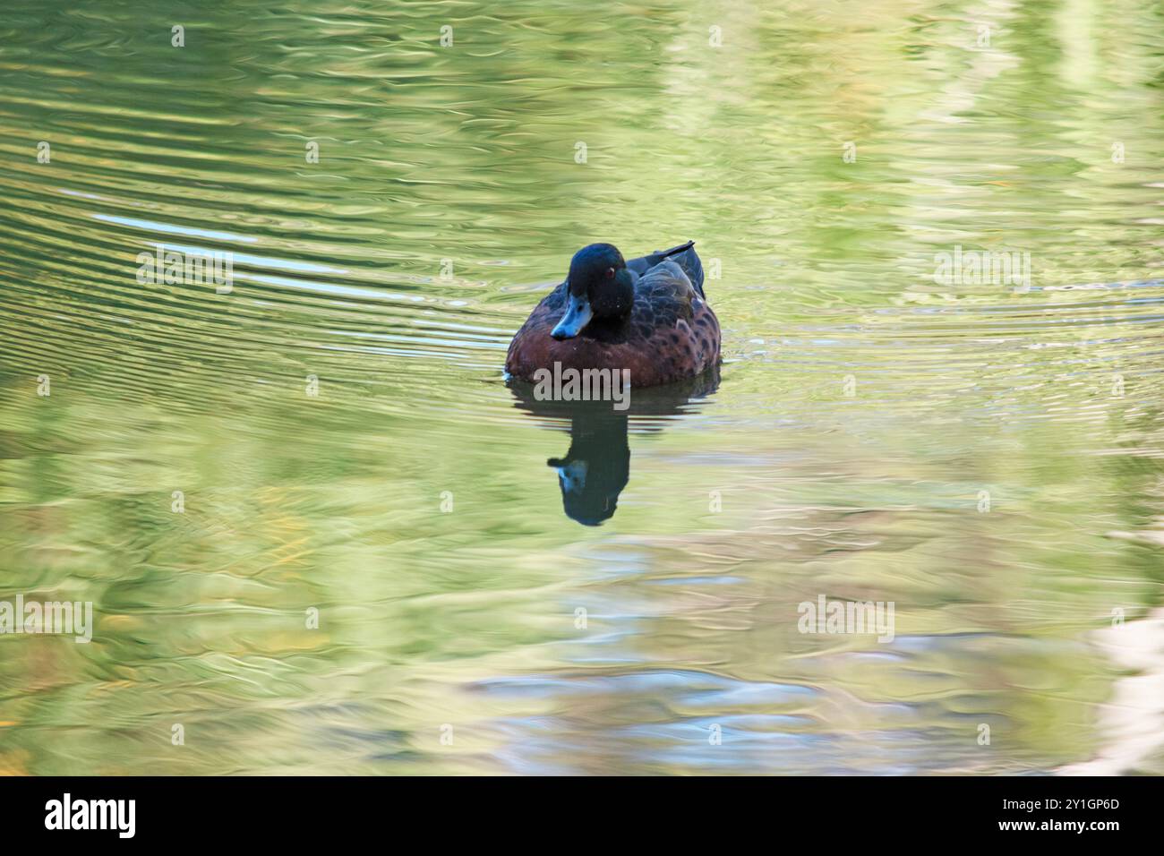 the male the chestnut teal duck has a green head and neck and a brown ...