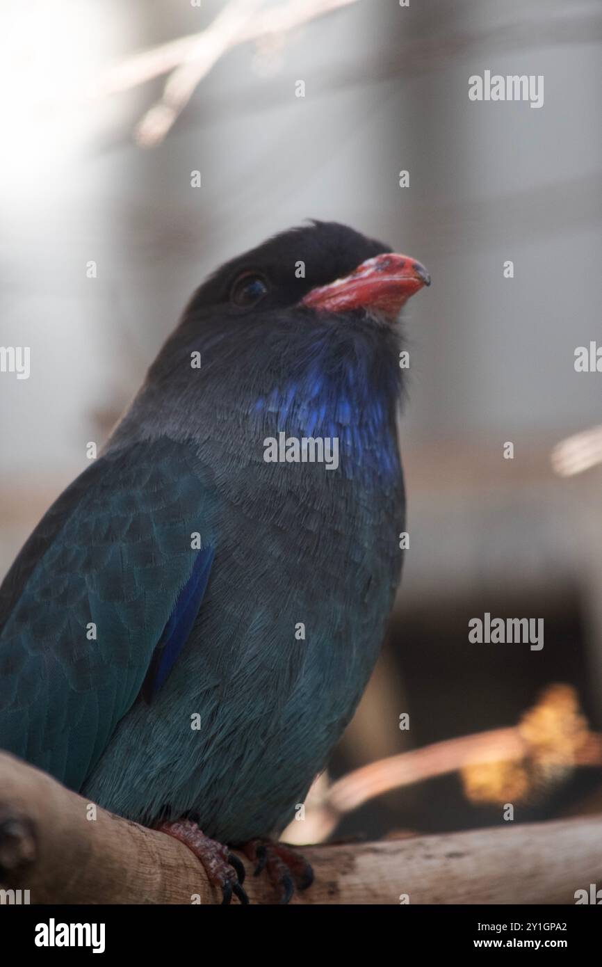 The dollar bird has mostly dark brown upperparts, washed heavily with ...