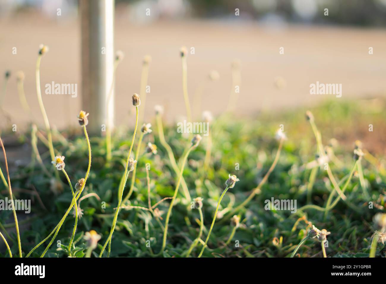 A close-up view of green grass and small flowering plants growing near ...