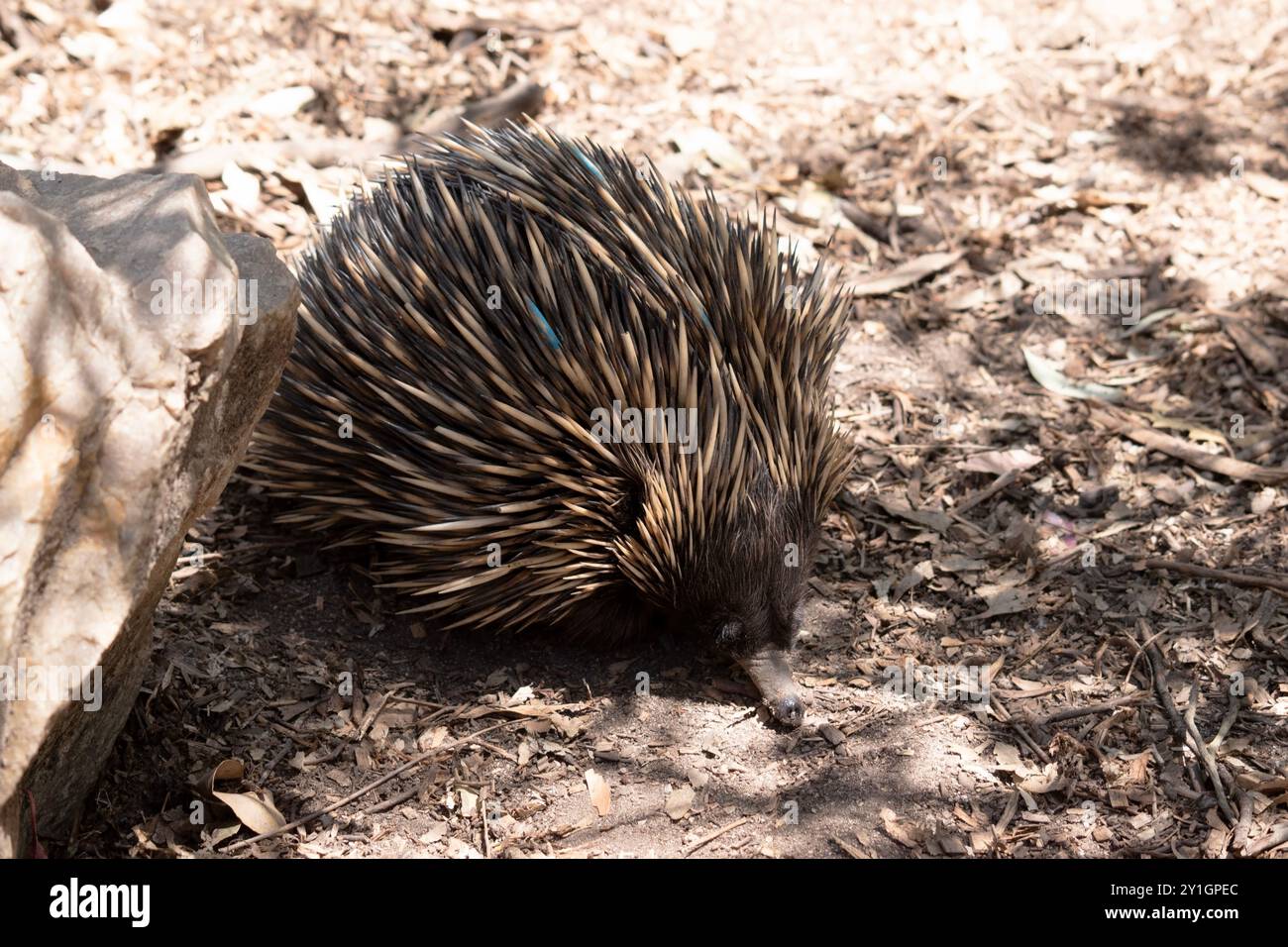 the short nosed has strong-clawed feet and spines on the upper part of ...