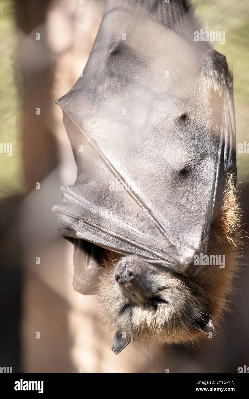 Bats are the only mammals that can fly. Instead of arms or hands, they ...