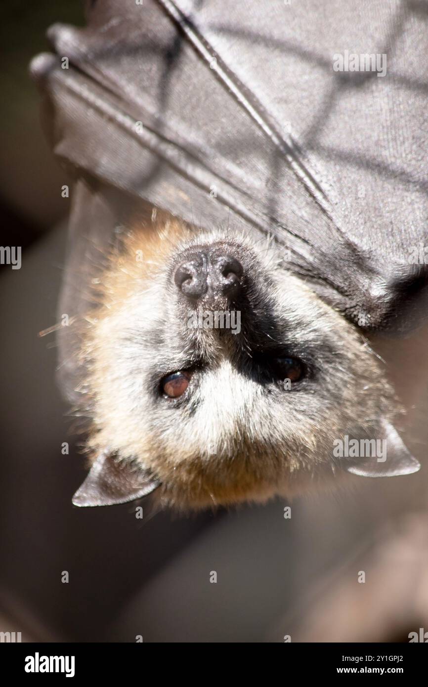 Bats are the only mammals that can fly. Instead of arms or hands, they ...