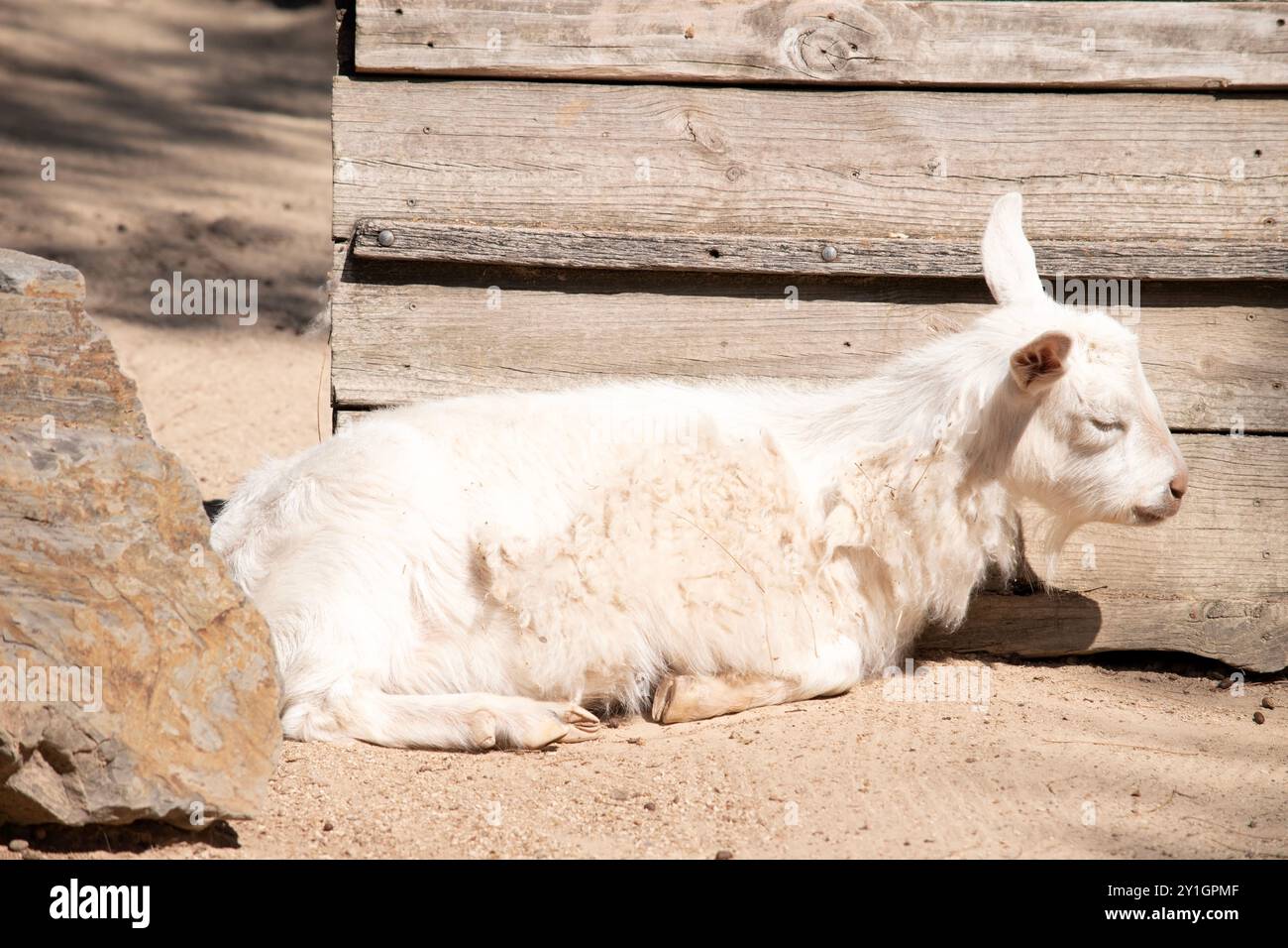 Goats are farm animals that arch backward, a short tail, and straighter ...