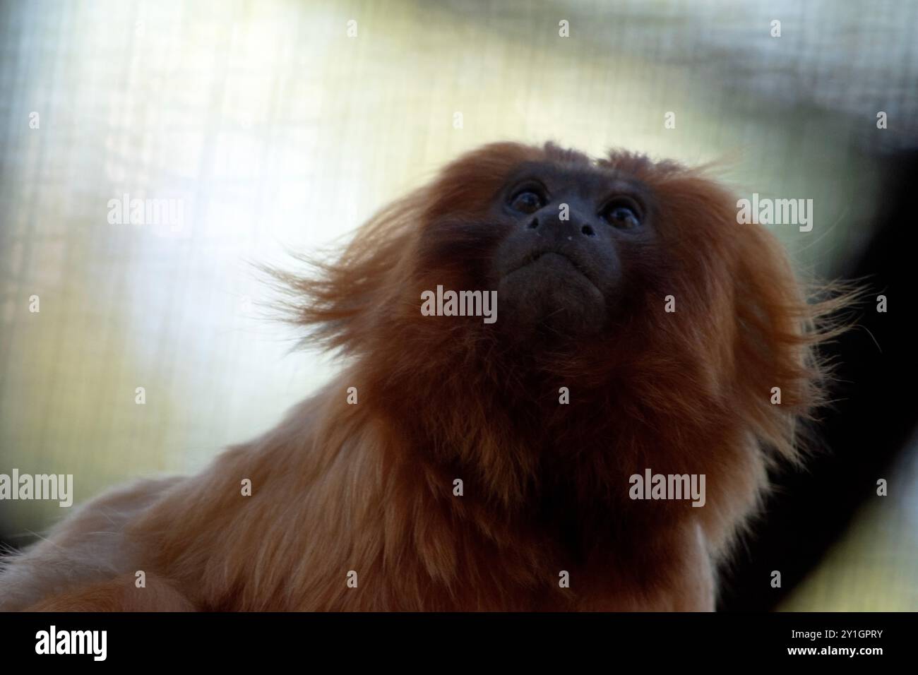 The golden lion tamarin, also known as the golden marmoset, is a small ...