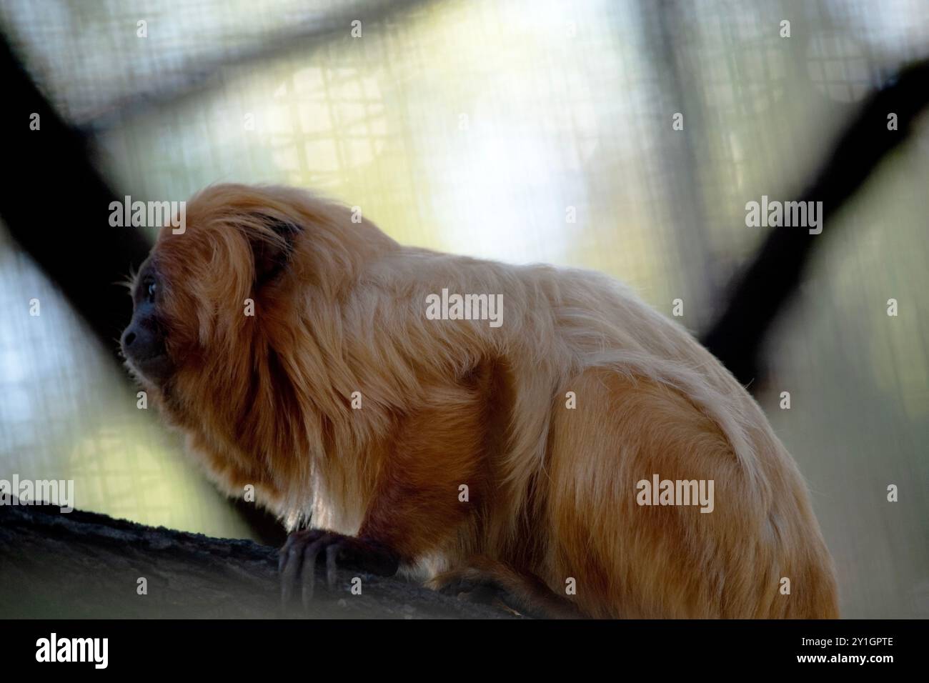 The golden lion tamarin, also known as the golden marmoset, is a small ...