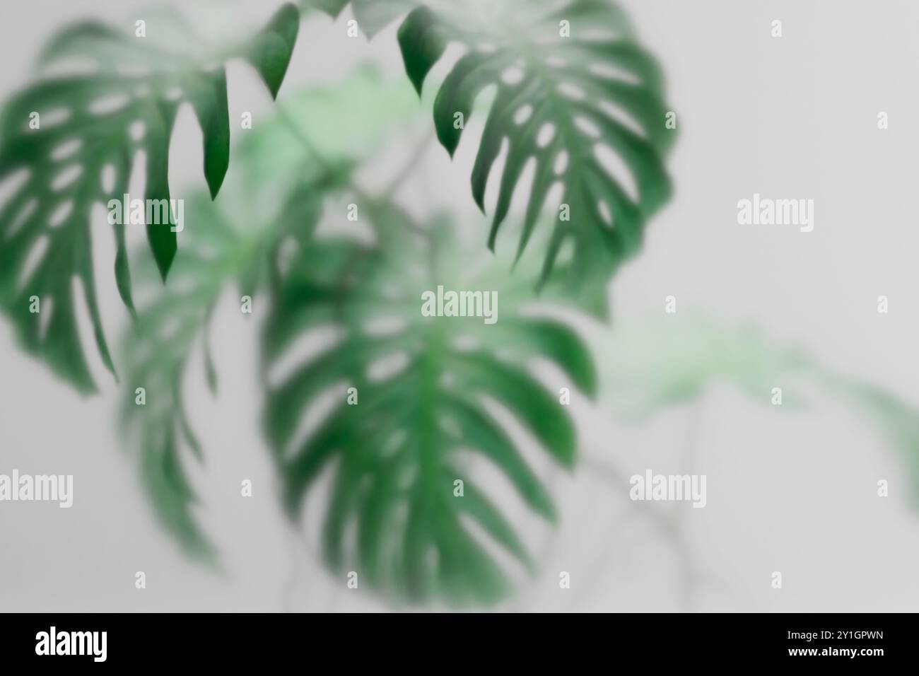 Tropical monstera plant behind frosted glass. Abstract botanical ...