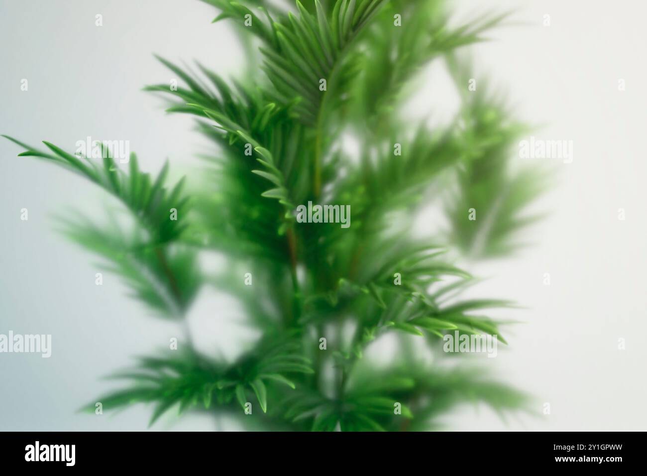 Plant behind frosted glass hi-res stock photography and images - Alamy