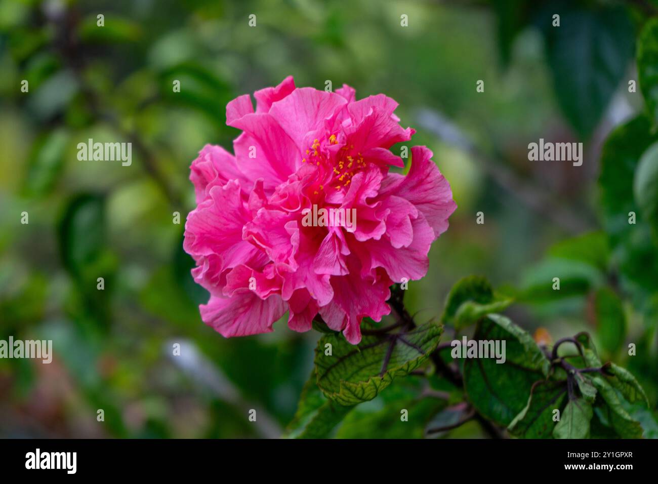 Terry Hibiscus pink color Hibiscus rosa sinensis Stock Photo - Alamy