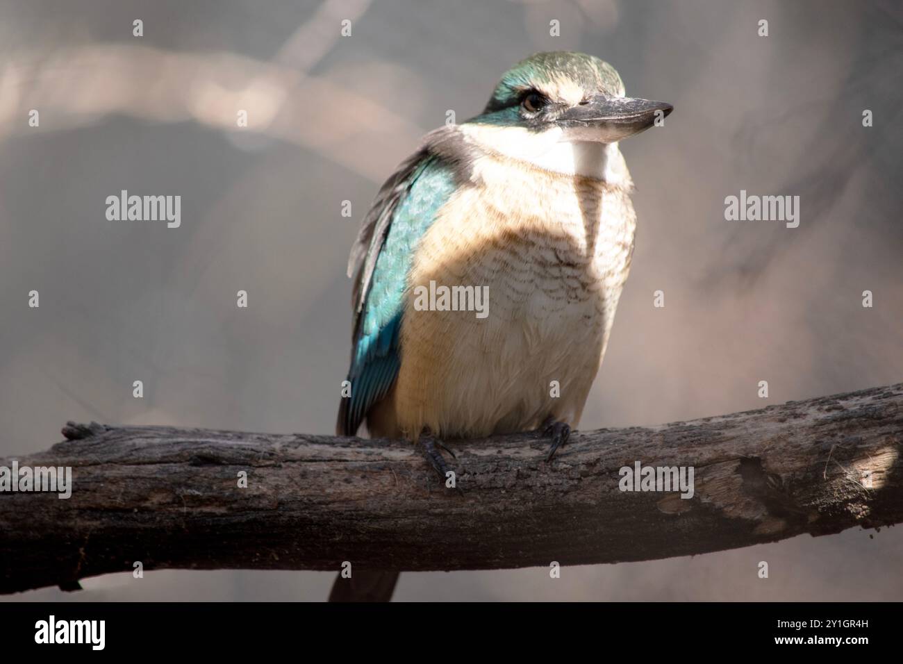 the scared kingfisher has a turquoise back, turquoise blue rump and ...