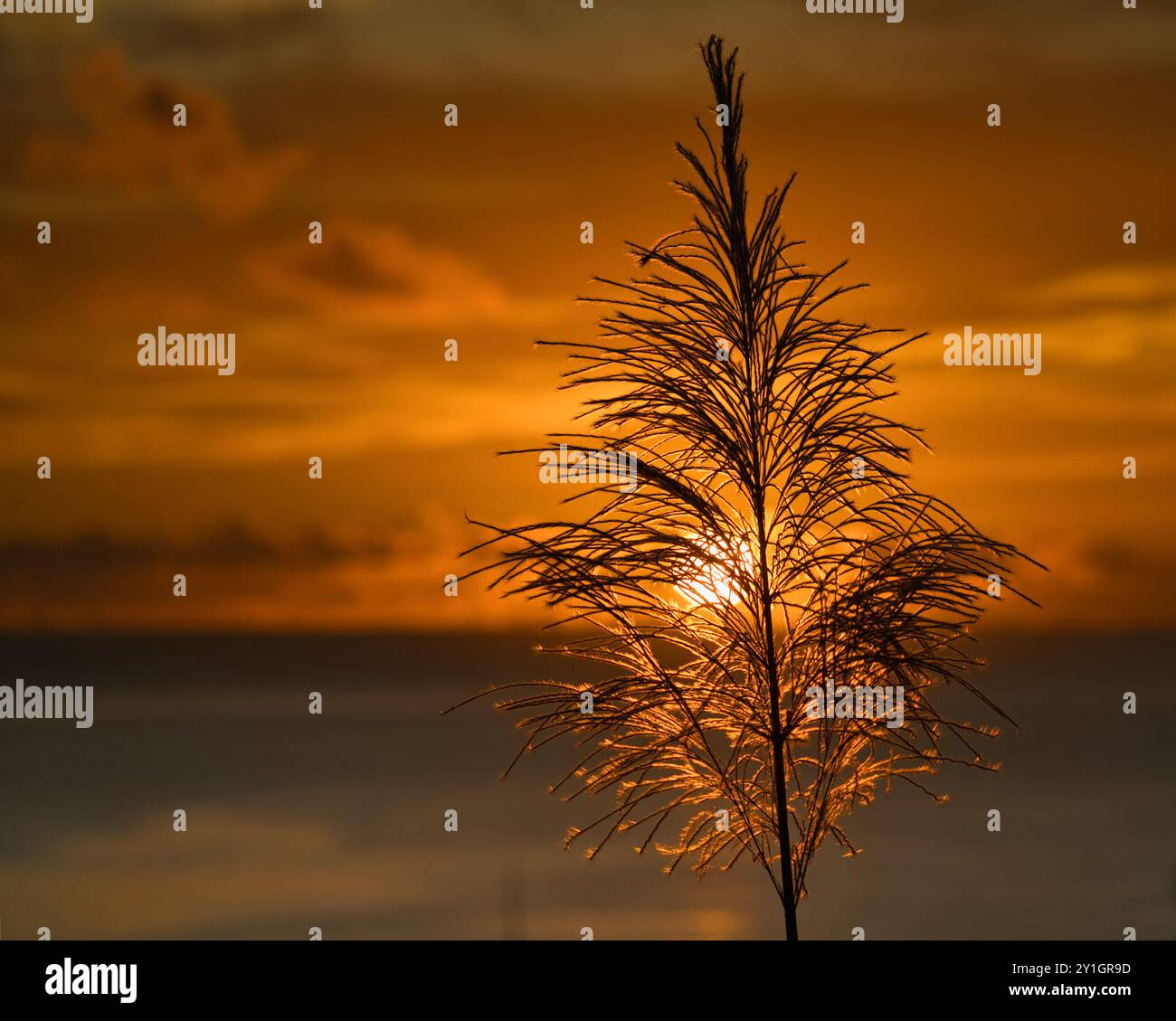 Beautiful golden sunset behind sugarcane flower over the ocean at beau ...