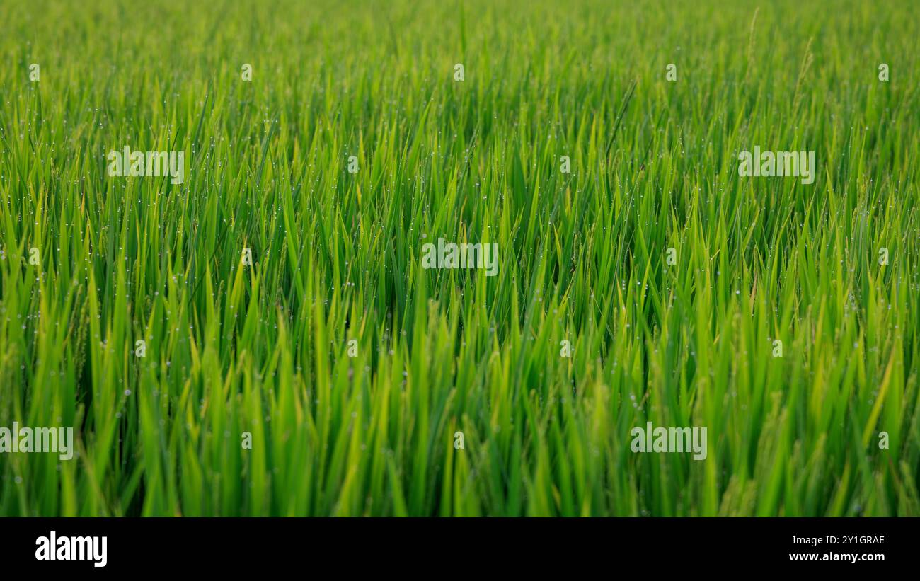 Before the harvest of rice fields hi-res stock photography and images ...