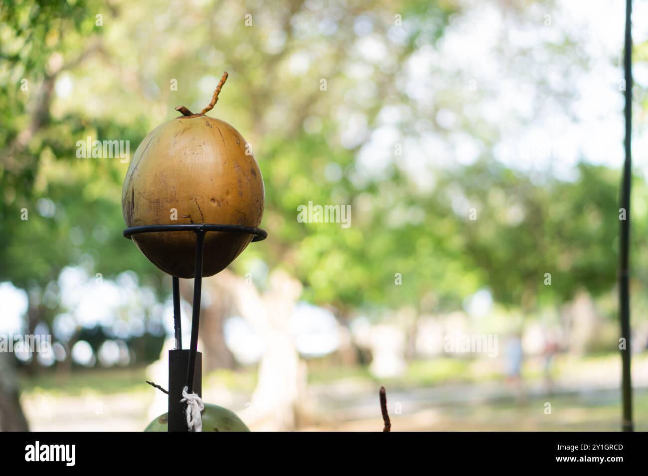 A display of round, yellow and green gourds hanging from a metal stand ...