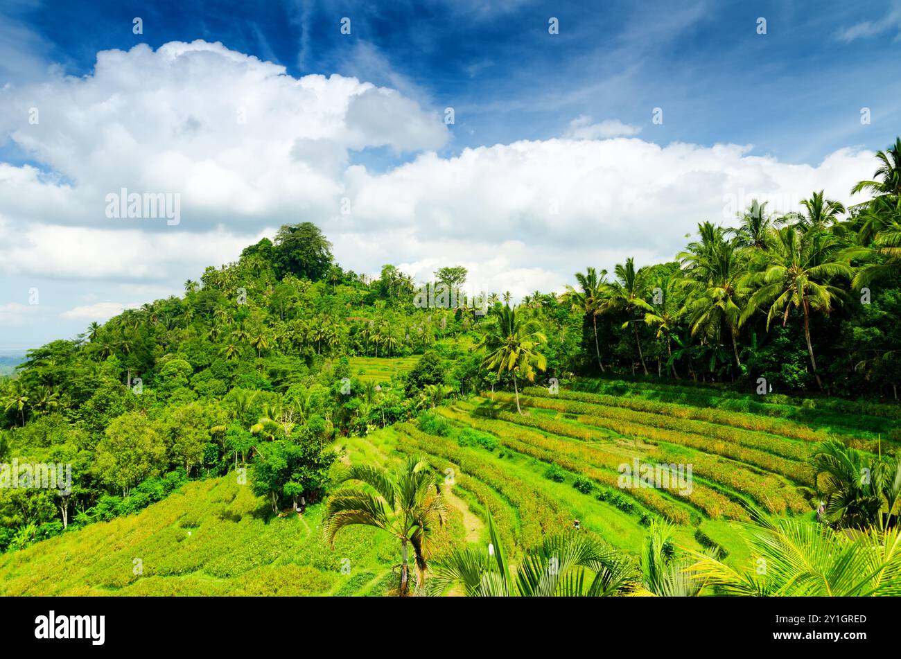 Balinese rice terrace mountain hi-res stock photography and images - Alamy