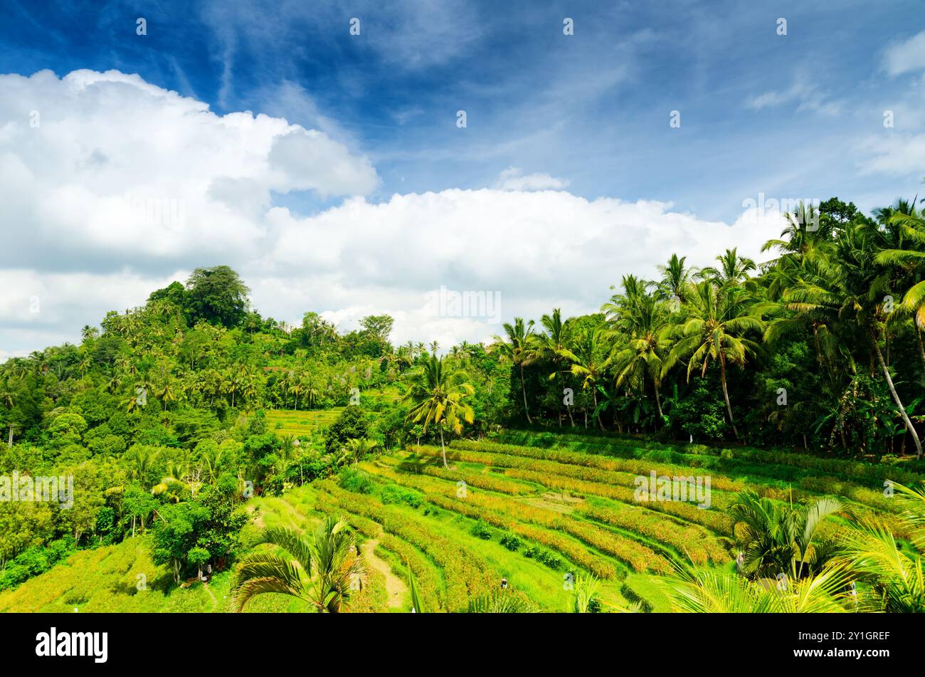 Green rice terraces. Bali, Indonesia Stock Photo - Alamy