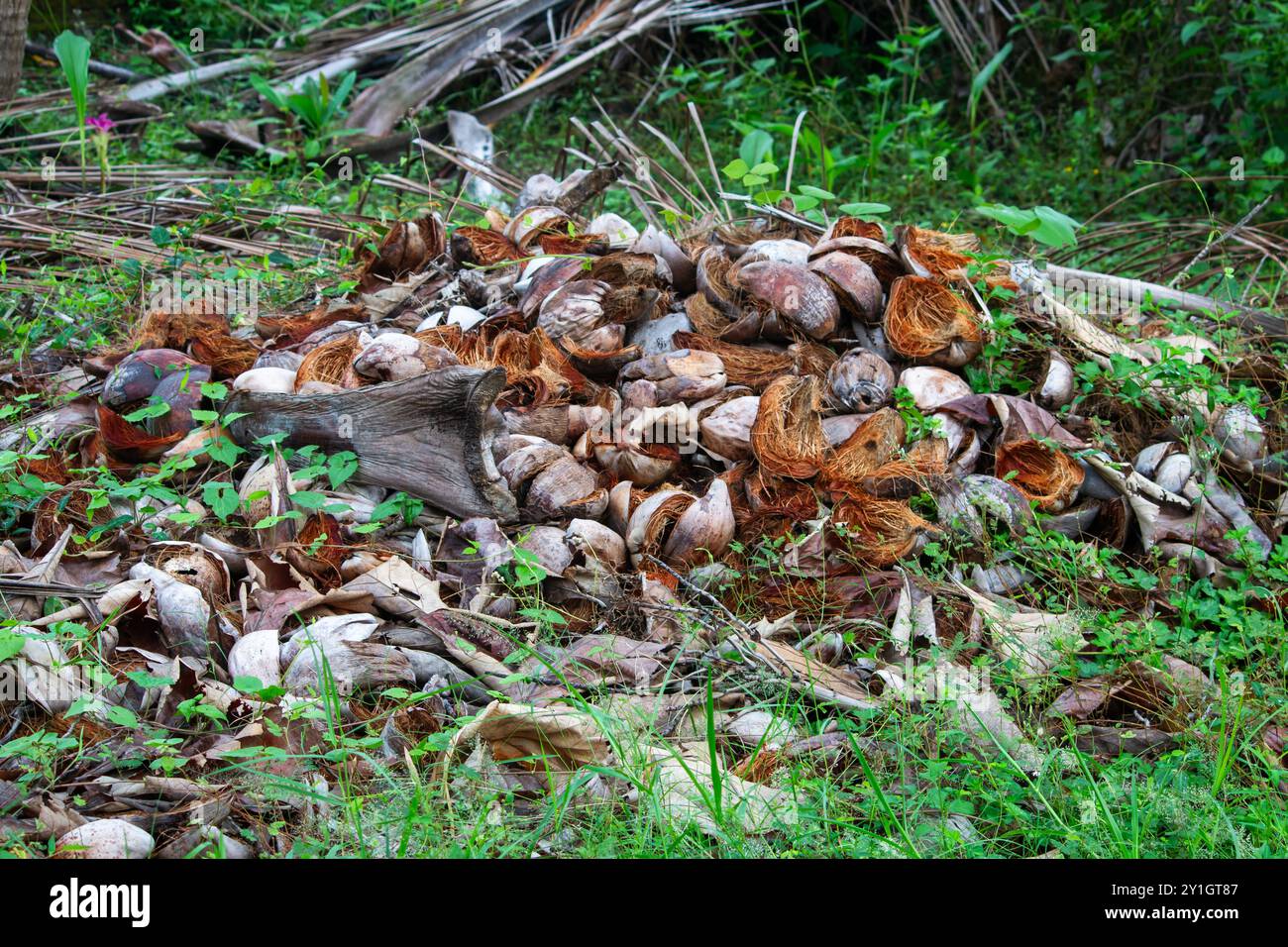 View of the dried outer layer of the coconuts. Peeled skin of coconuts ...