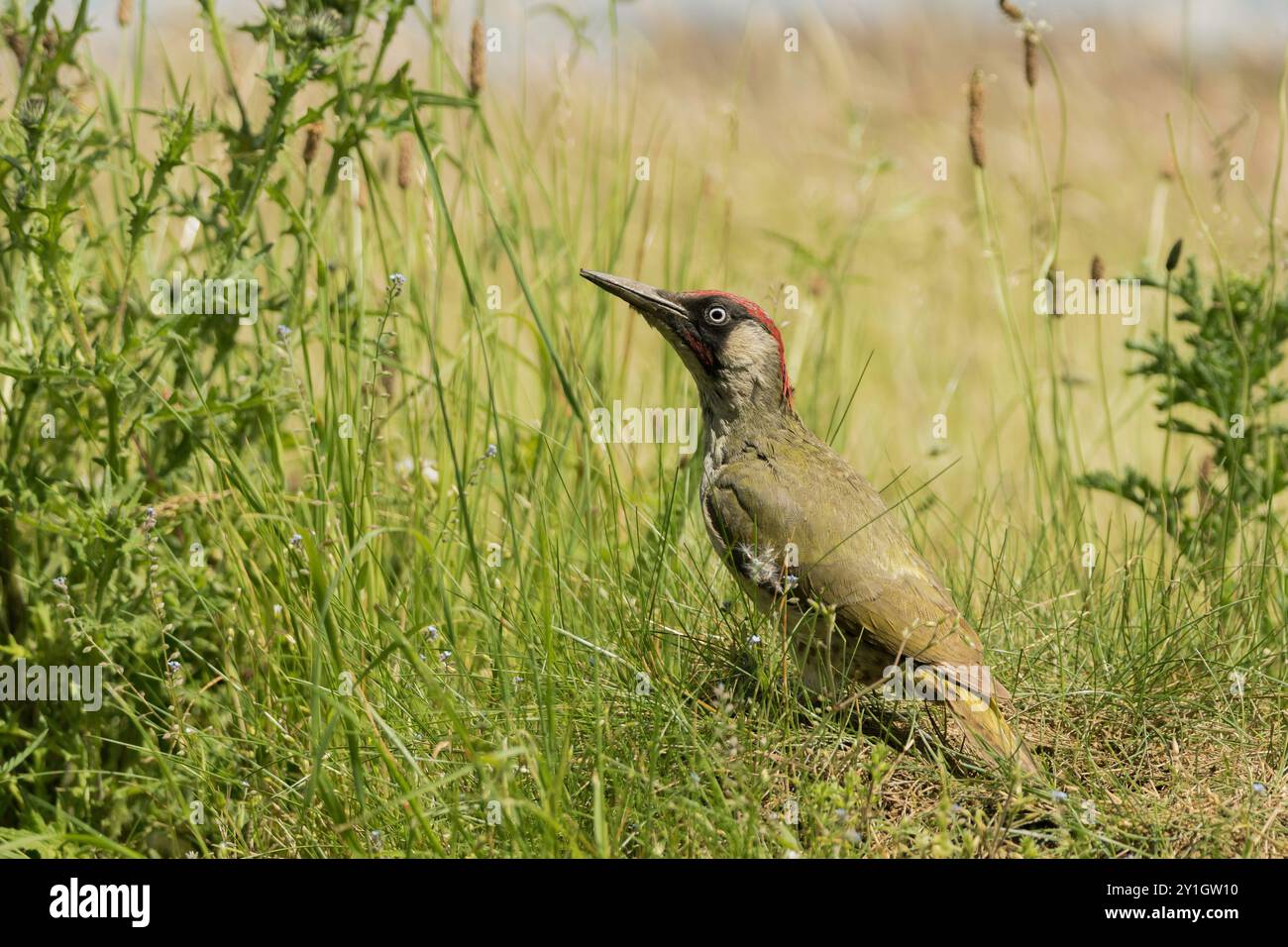 Green woodpecker; Picusp viridis;Lincolnshire farm land Stock Photo - Alamy