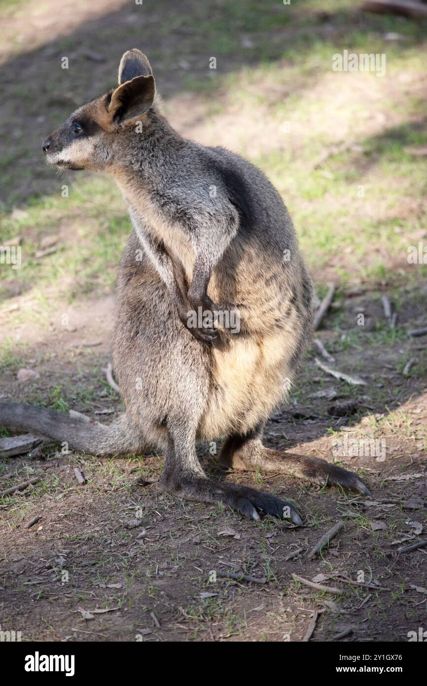 The swamp wallaby has dark brown fur, often with lighter rusty patches ...