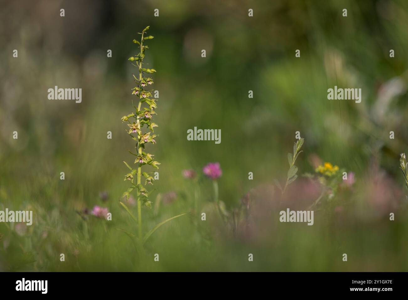 Dune Helleborine; Epipactis dunensis; Flowering; UK Stock Photo - Alamy