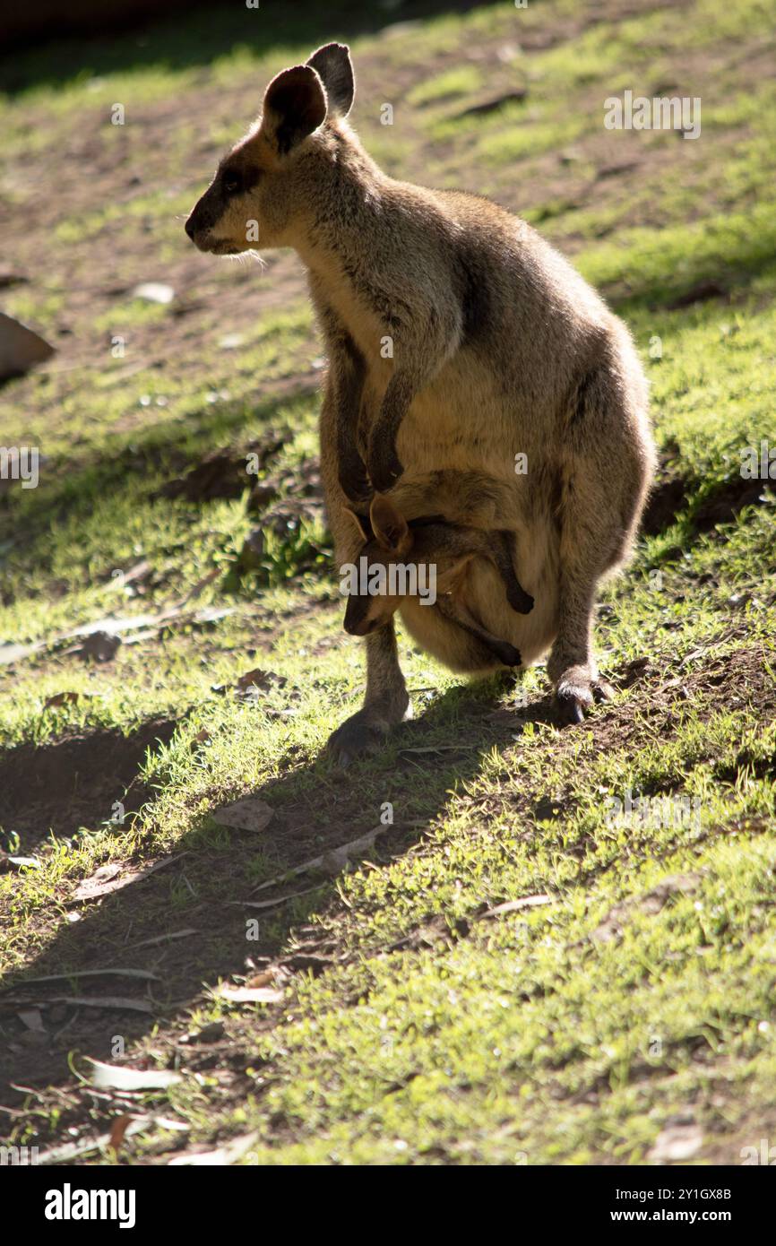 The swamp wallaby has dark brown fur, often with lighter rusty patches ...