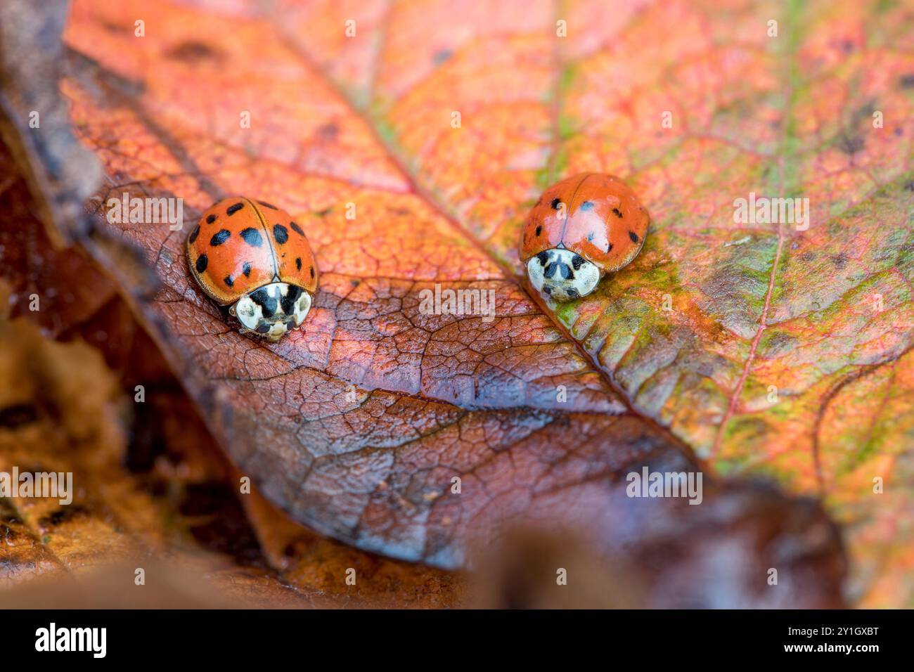 Ladybirds autumn hi-res stock photography and images - Alamy