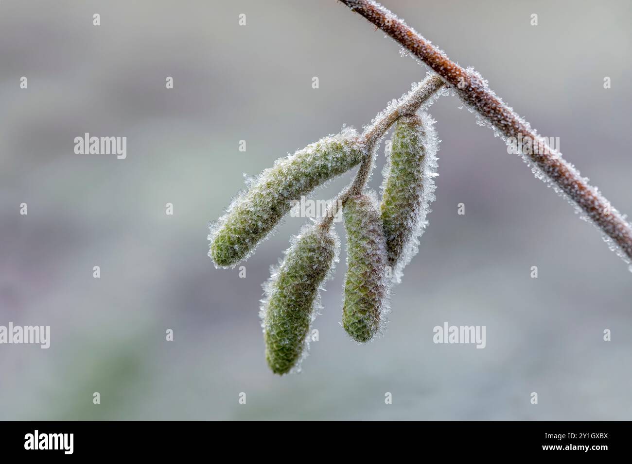 Male hazel flower hi-res stock photography and images - Alamy