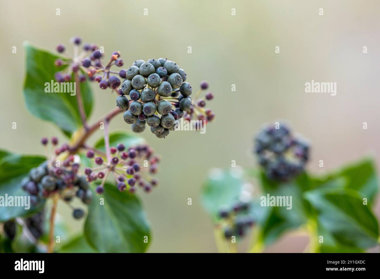 Cluster of purple berries hi-res stock photography and images - Alamy