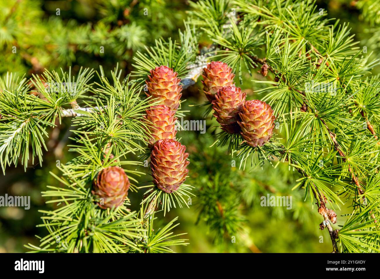Larch tree uk cone hi-res stock photography and images - Alamy