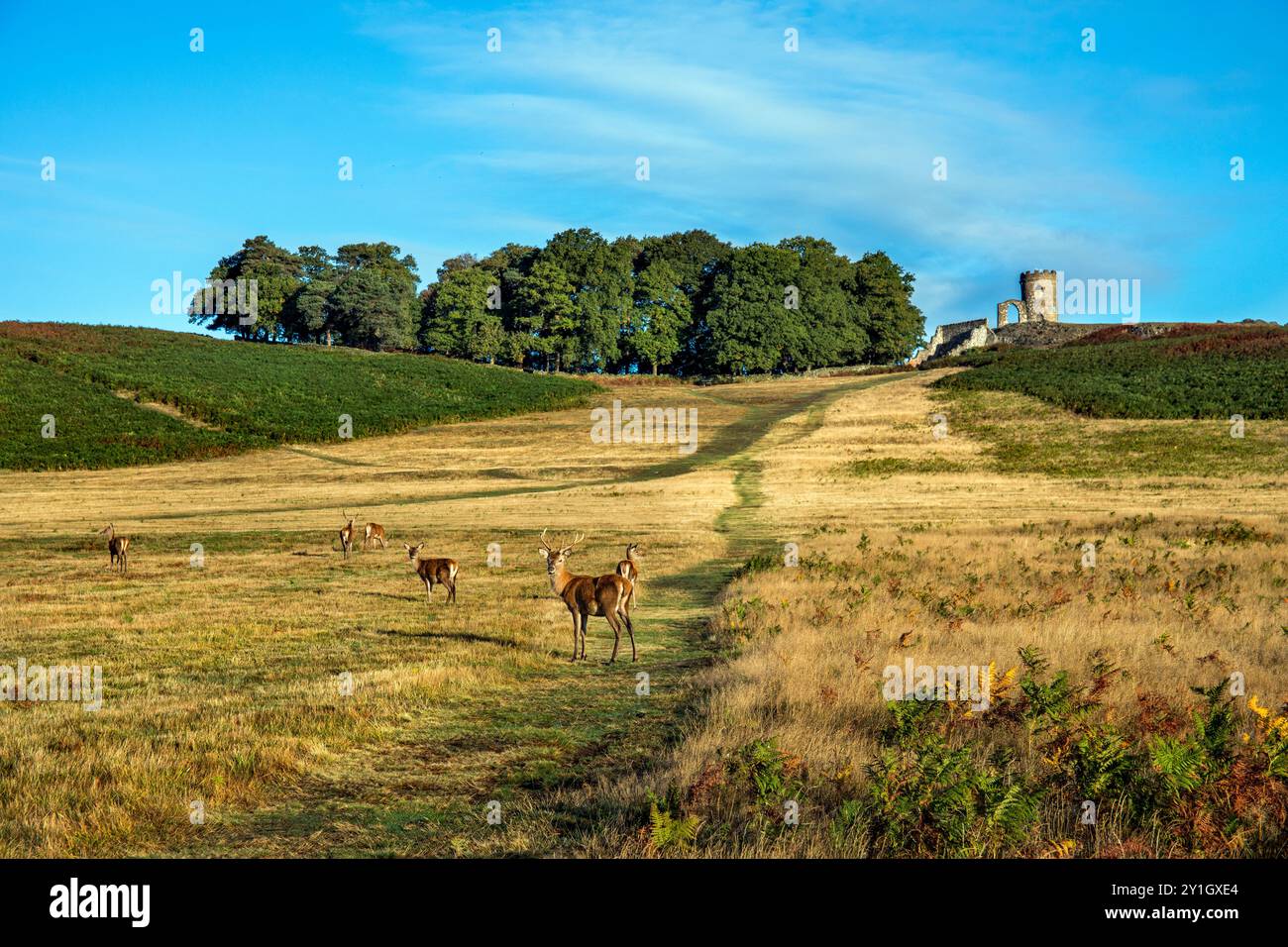 Leicestershire; Bradgate Park; UK Stock Photo - Alamy