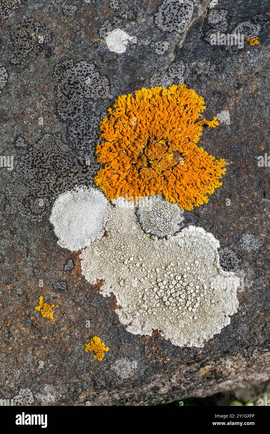 Lichen Patterns; On Stone; UK Stock Photo - Alamy