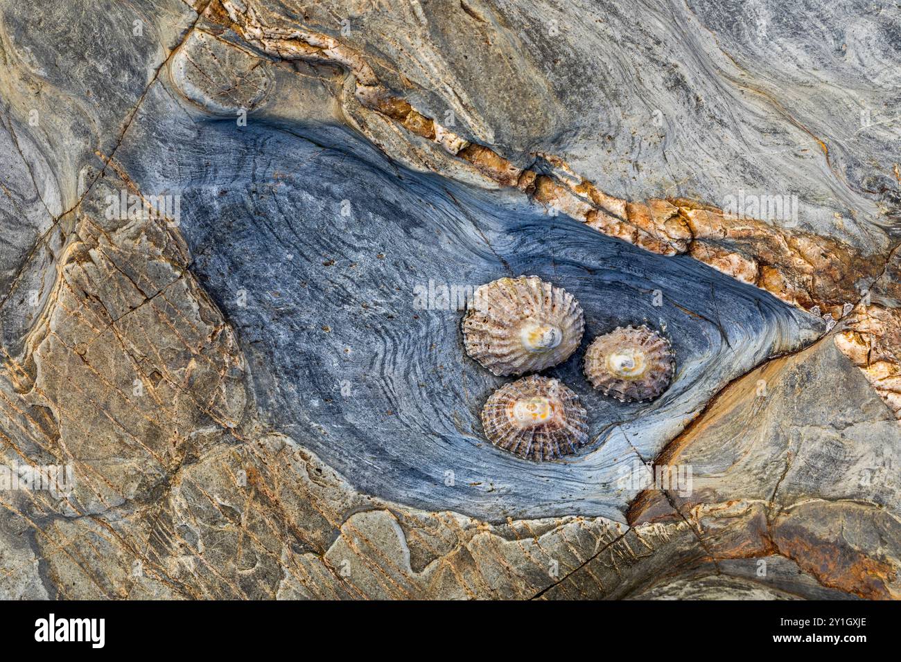 Common Limpets; Patella vulgata; Rock Pool; UK Stock Photo - Alamy