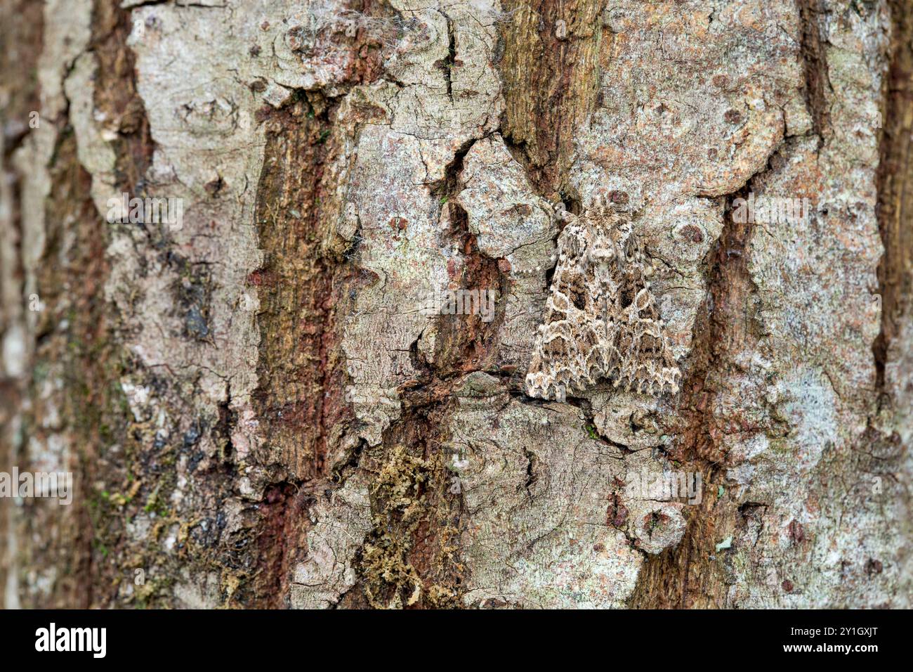 Tree bark moth hi-res stock photography and images - Alamy