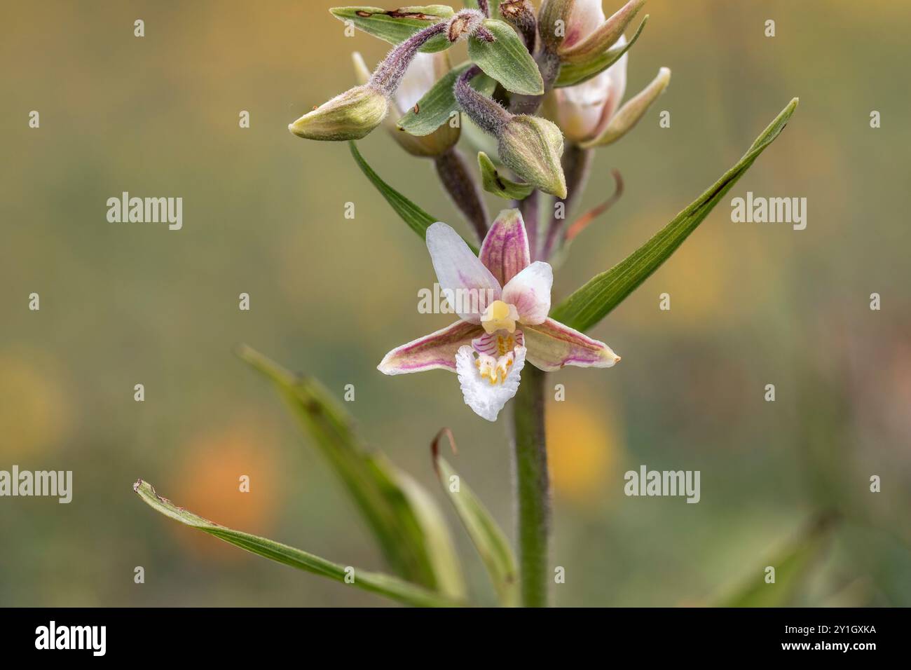 Flower marsh hi-res stock photography and images - Alamy