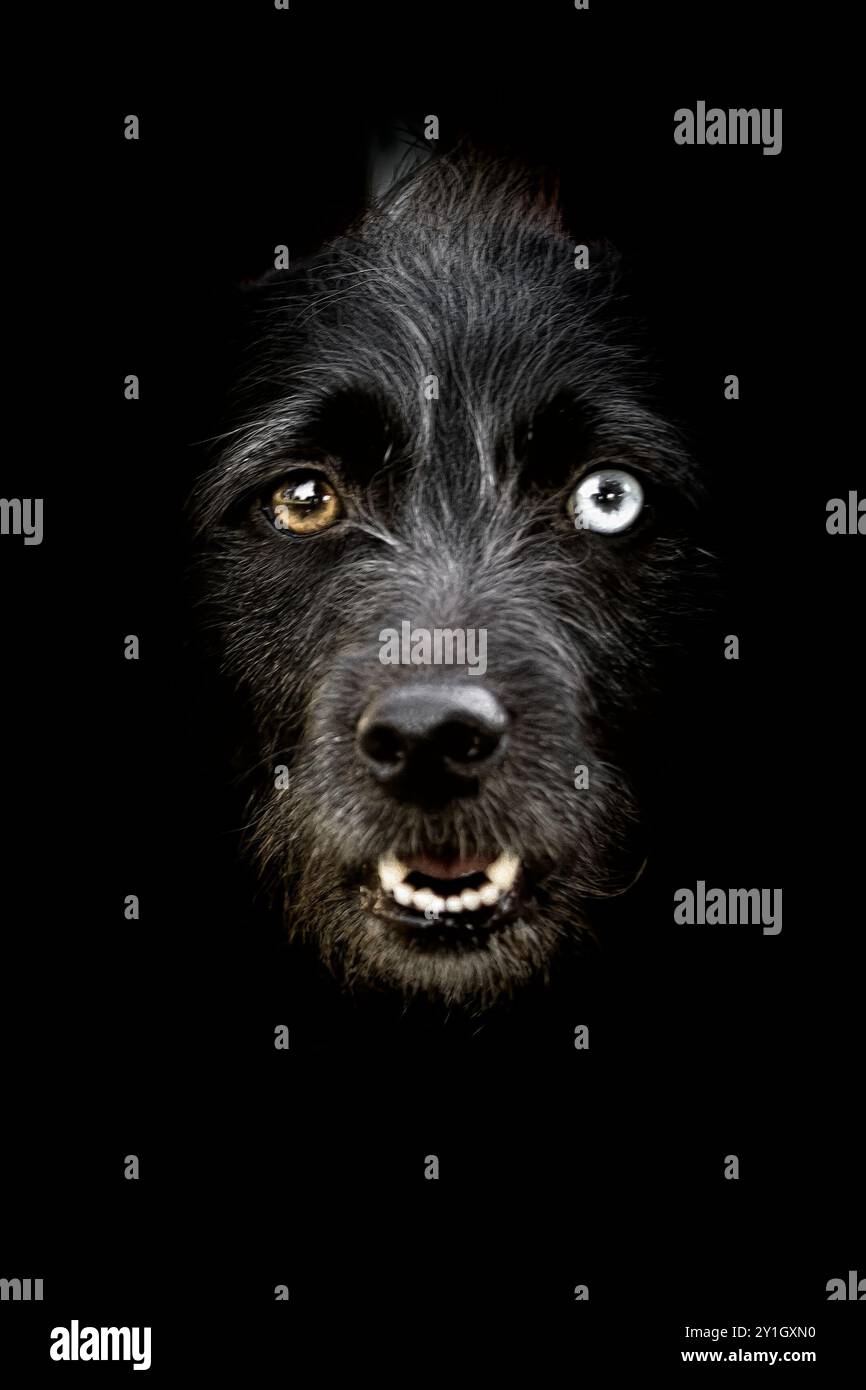 Black_dog hi-res stock photography and images - Alamy