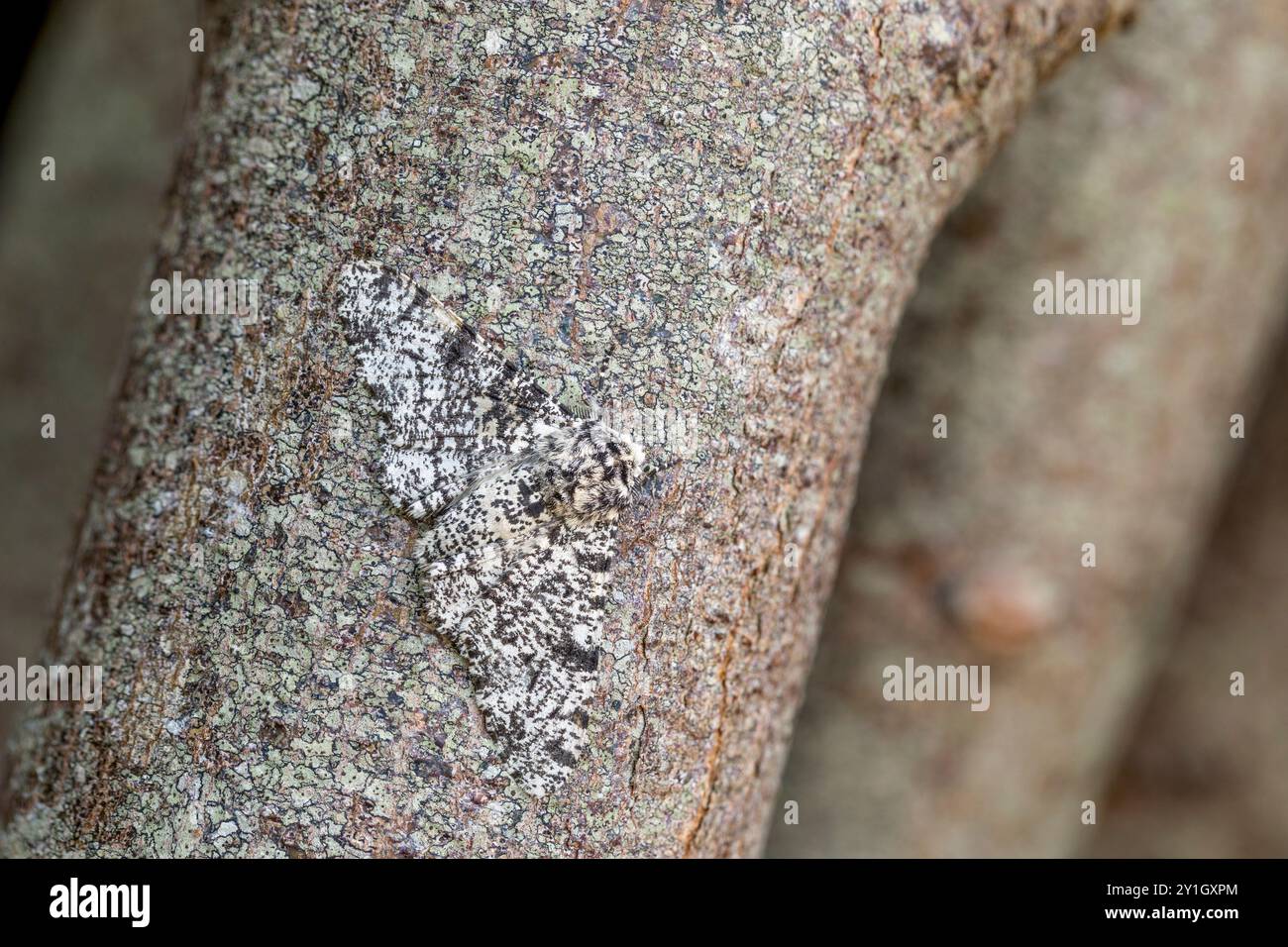 Peppered Moth; Biston betularia; on Tree; UK Stock Photo - Alamy