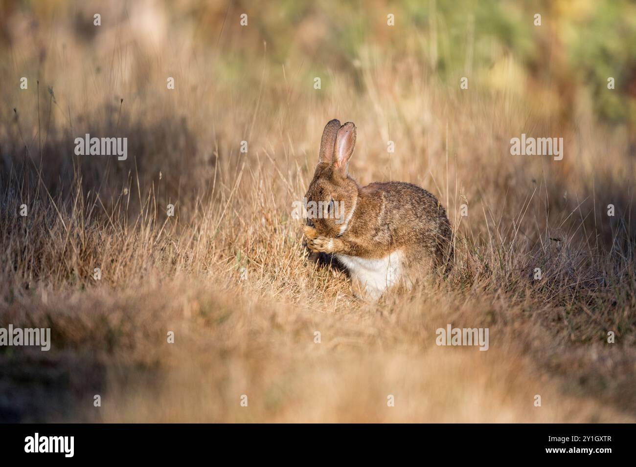 Rabbit activity hi-res stock photography and images - Alamy