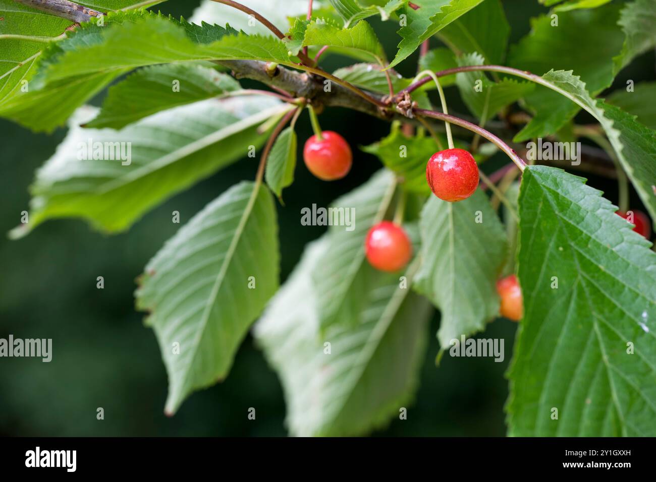 Wild Cherry Tree; Prunus avium; Cherries; UK Stock Photo - Alamy
