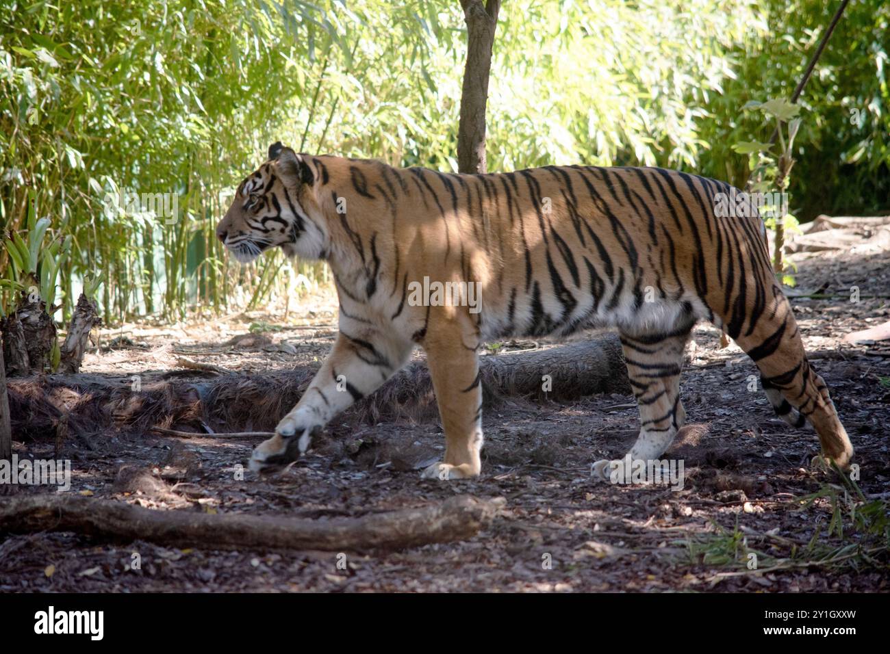 Tigers are powerful hunters with sharp teeth, strong jaws and agile ...