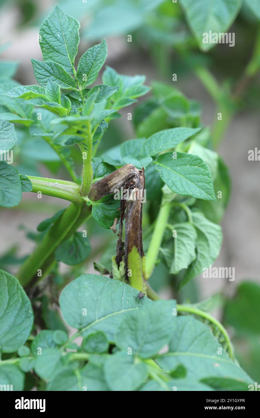 Potato late blight Phytophthora infestans infection in potato crop ...