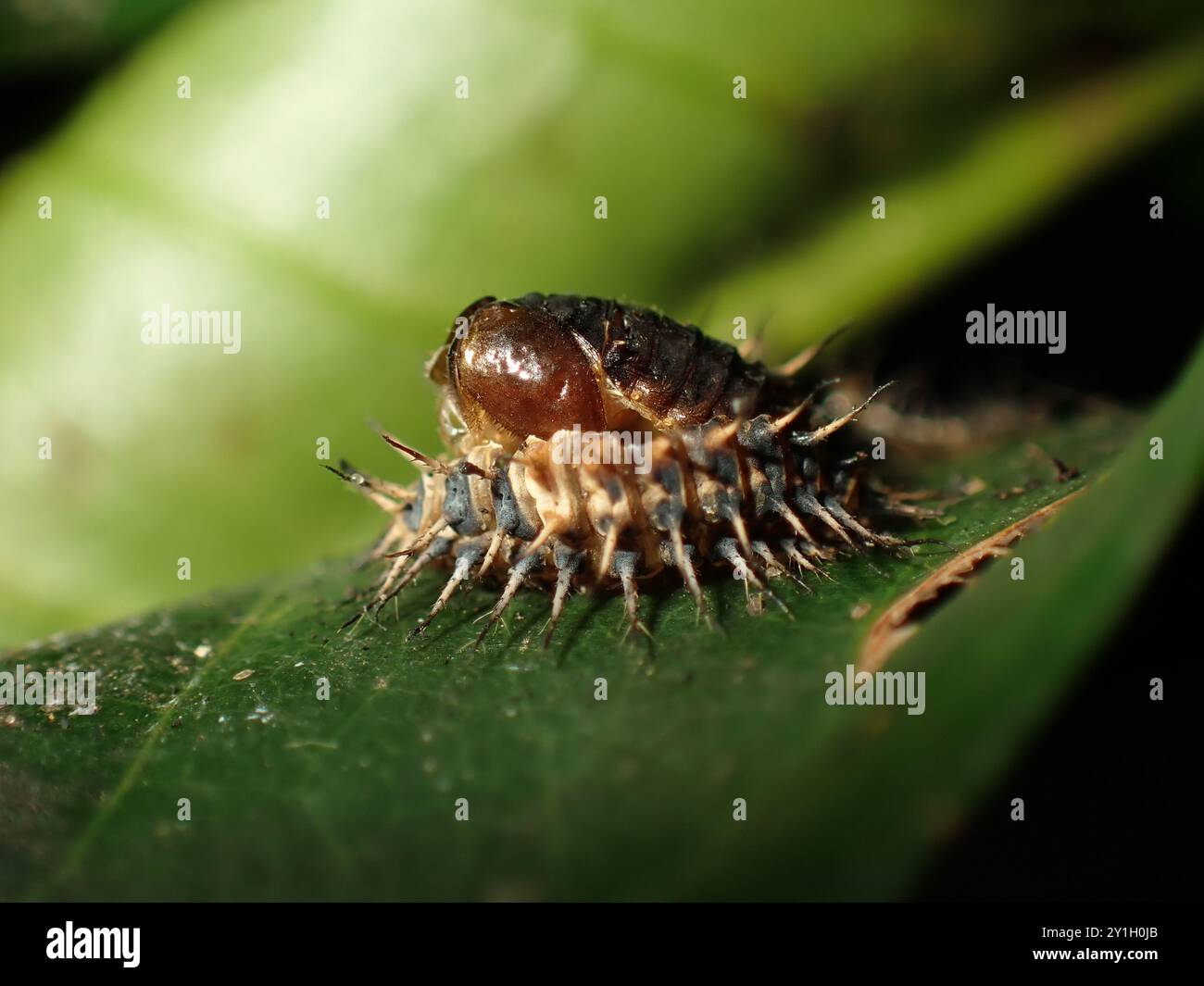 Ladybug life cycle hi-res stock photography and images - Alamy