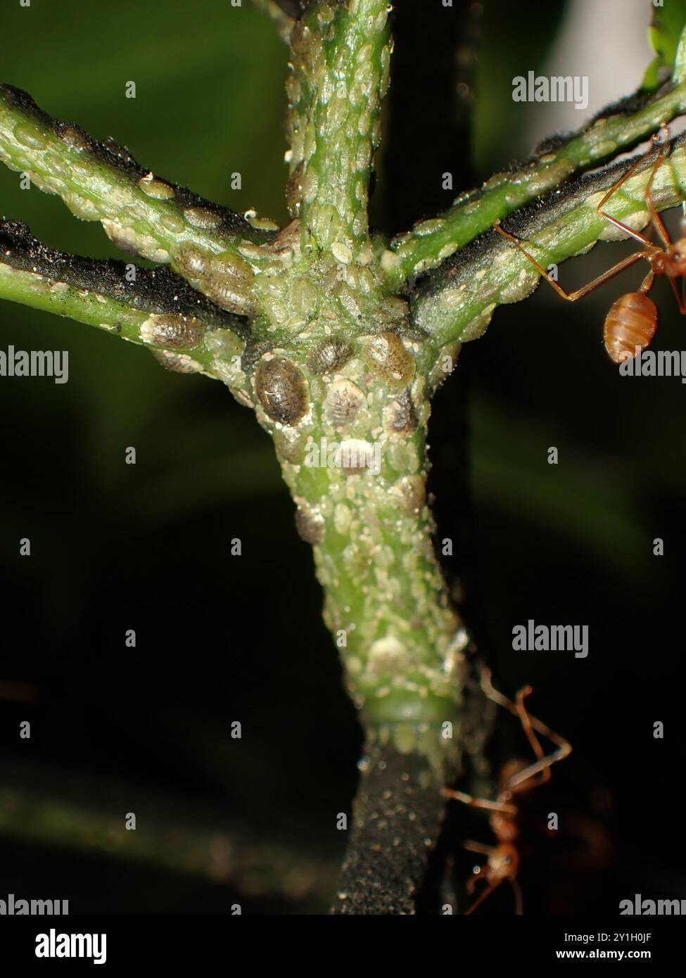 Scale insects hi-res stock photography and images - Alamy