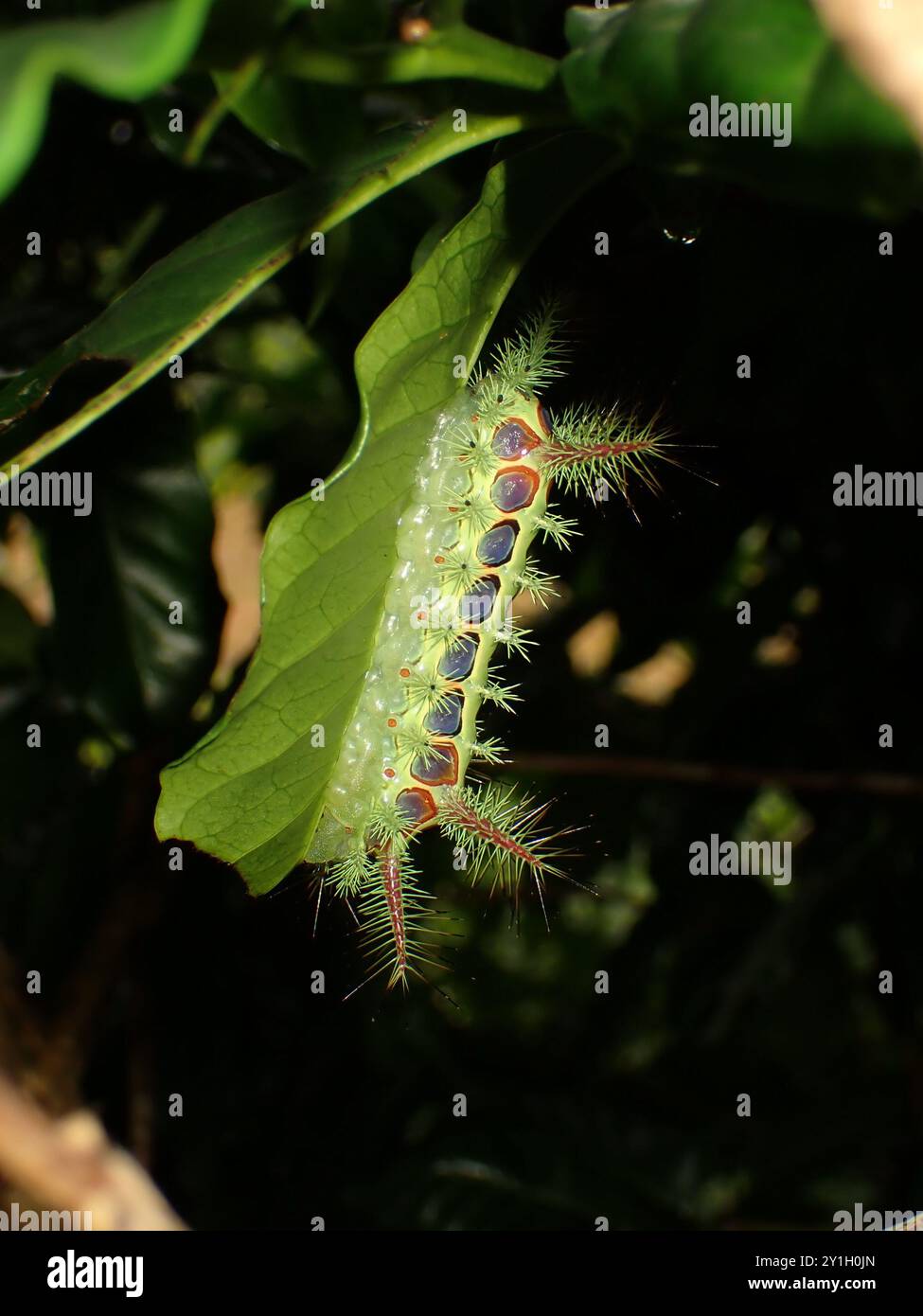 Colorful Spiky Caterpillar Hanging from Leaf Stock Photo - Alamy