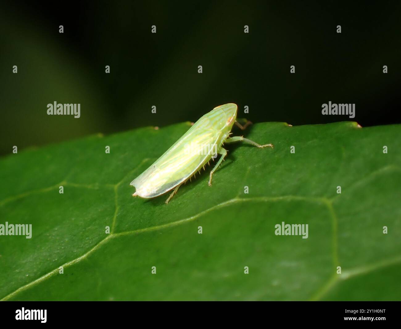 Green leafhopper hi-res stock photography and images - Alamy