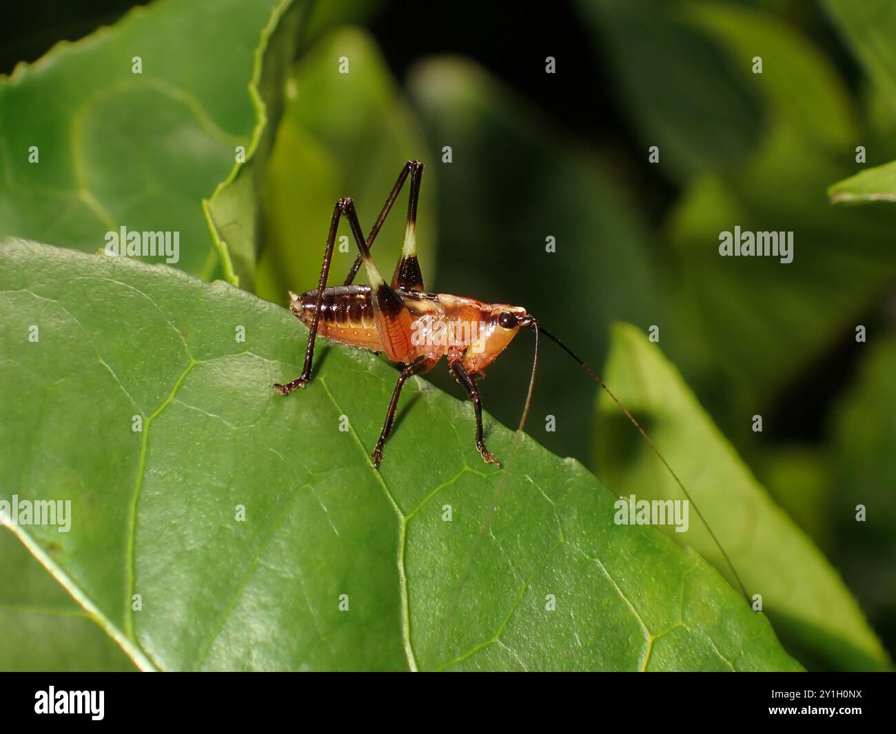 Red and Black Cricket on Green Leaf Stock Photo - Alamy