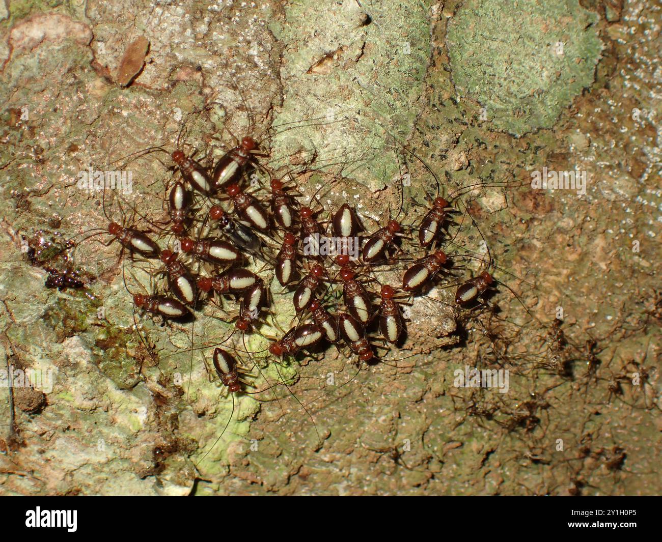 Cluster of Beetles on Tree Bark Stock Photo - Alamy