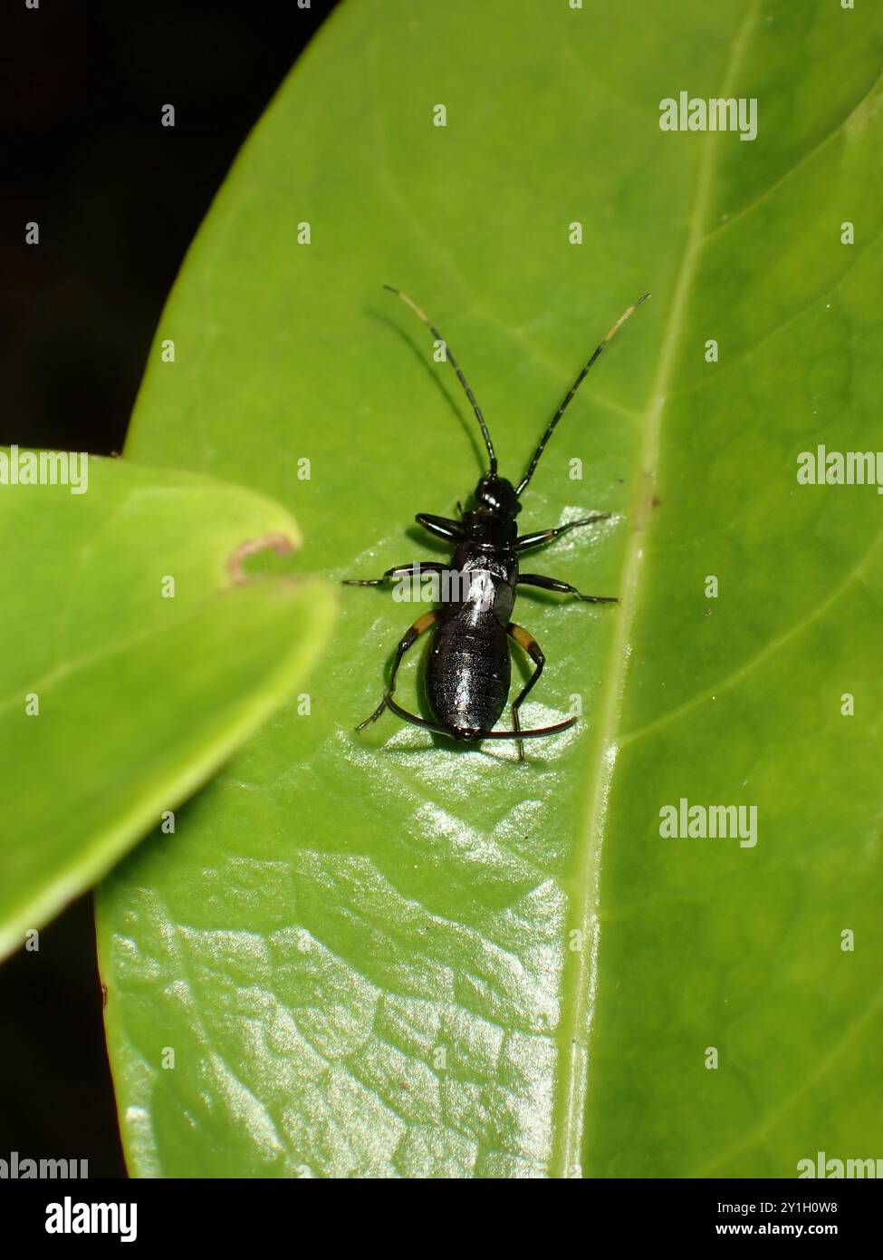 Insects at natural habitat hi-res stock photography and images - Alamy