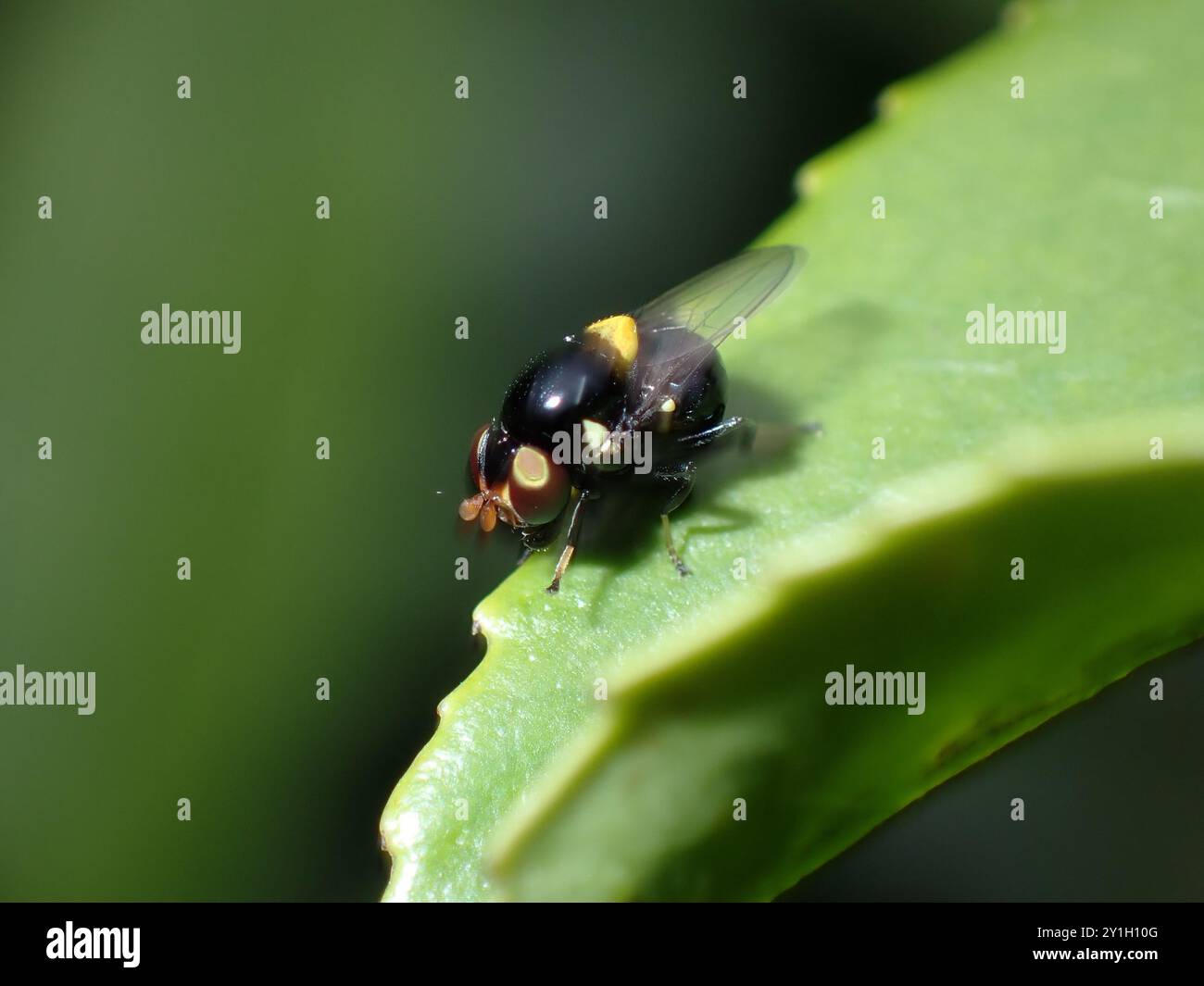 Black edge on wings hi-res stock photography and images - Alamy