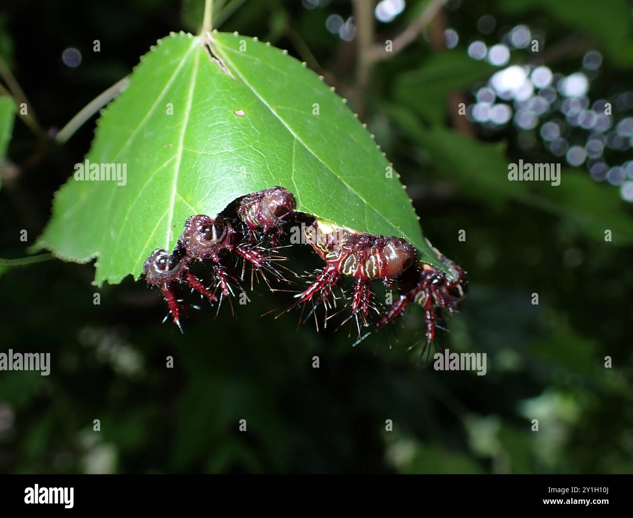 Group of Spiky Caterpillars Feeding on Leaf Stock Photo - Alamy