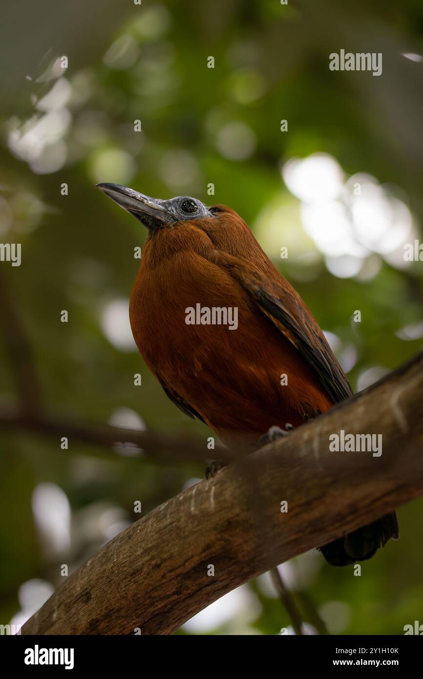 Calfbird hi-res stock photography and images - Alamy